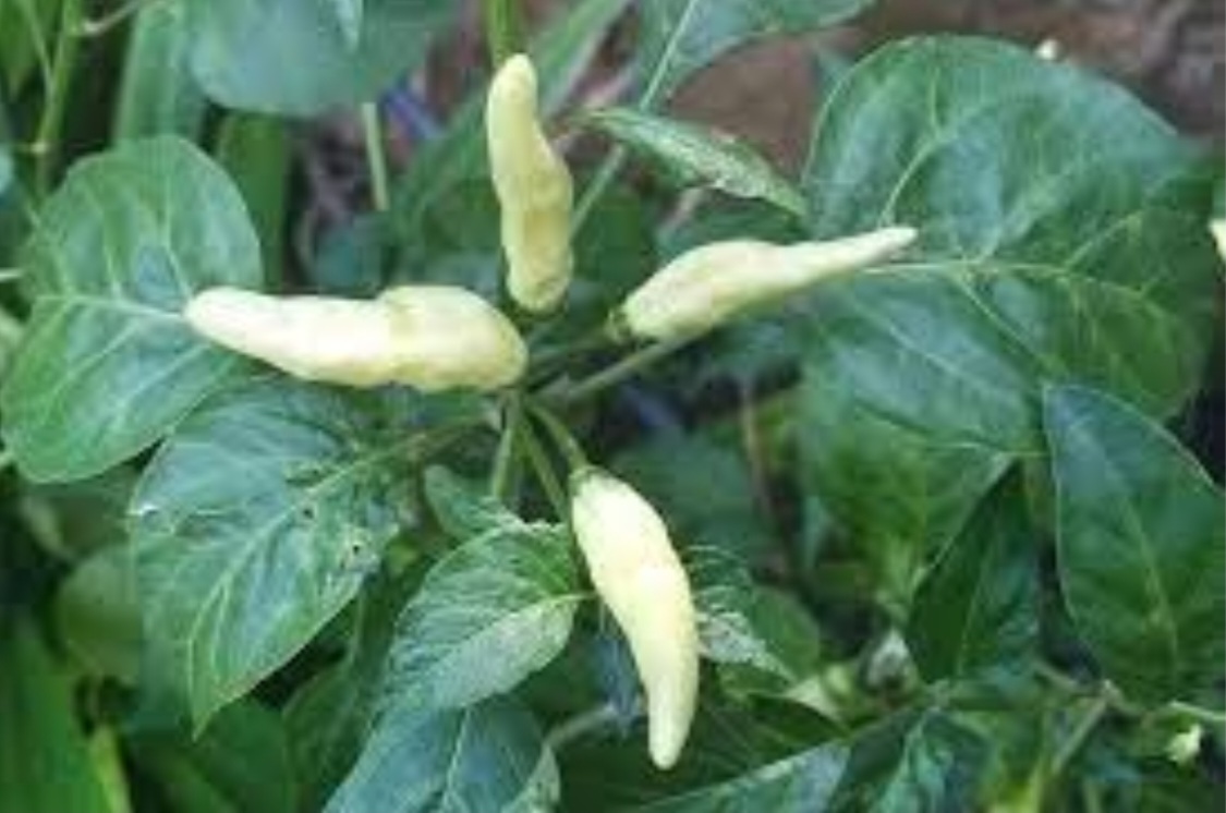 Jenis-jenis Cabai dan Karakteristiknya yang Menentukan Level Kepedasan