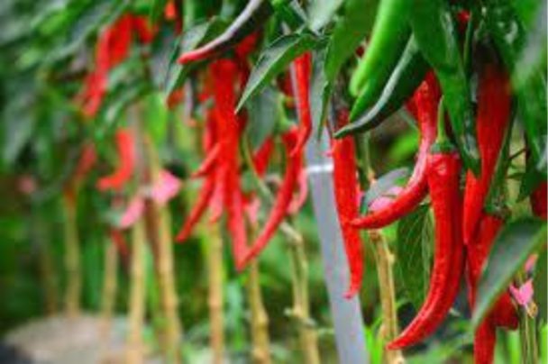 Jenis-jenis Cabai dan Karakteristiknya yang Menentukan Level Kepedasan