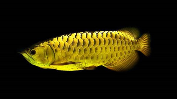 Harga Ikan Arwana dan Kiat Jitu Merawatnya - Best Seller Gramedia