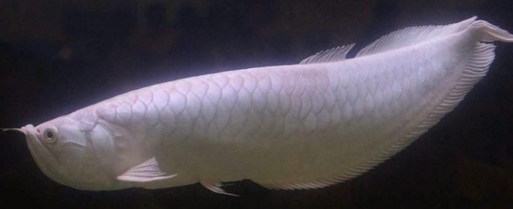 Harga Ikan Arwana dan Kiat Jitu Merawatnya - Best Seller Gramedia