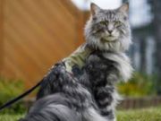 Kucing Maine Coon : Kisaran Harga, Ciri, Sifat, Asal Usul, Fakta