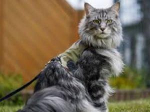 Kucing Maine Coon : Kisaran Harga, Ciri, Sifat, Asal Usul, Fakta