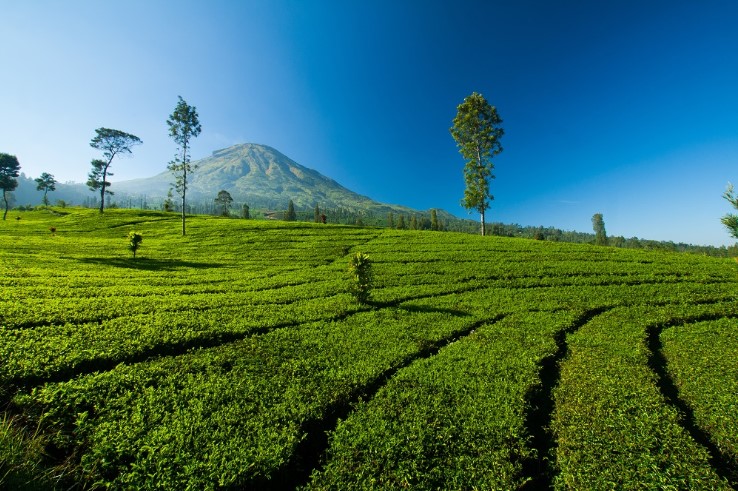 20 Wisata Wonosobo Terbaik dan Wajib Dikunjungi untuk Healing!