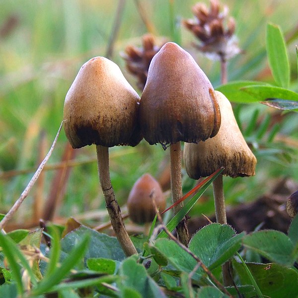 Fakta Tersembunyi tentang Magic Mushroom yang Perlu Diketahui