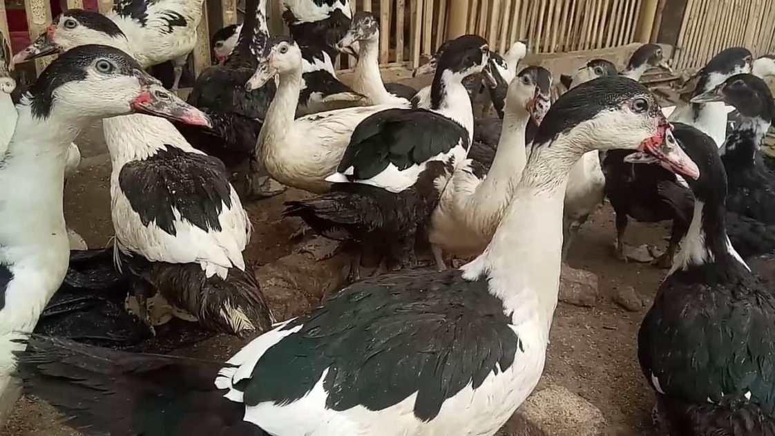 6 Resep Rica-Rica Mentok yang Wajib Dicoba! - Best Seller Gramedia