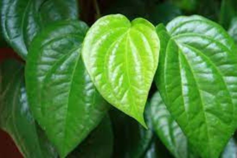 12 Manfaat Sirih Cina Bagi Kesehatan Tubuh dan Kandungan-Nya!