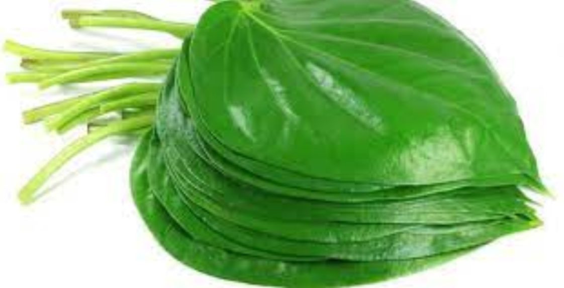 12 Manfaat Sirih Cina Bagi Kesehatan Tubuh dan Kandungan-Nya!