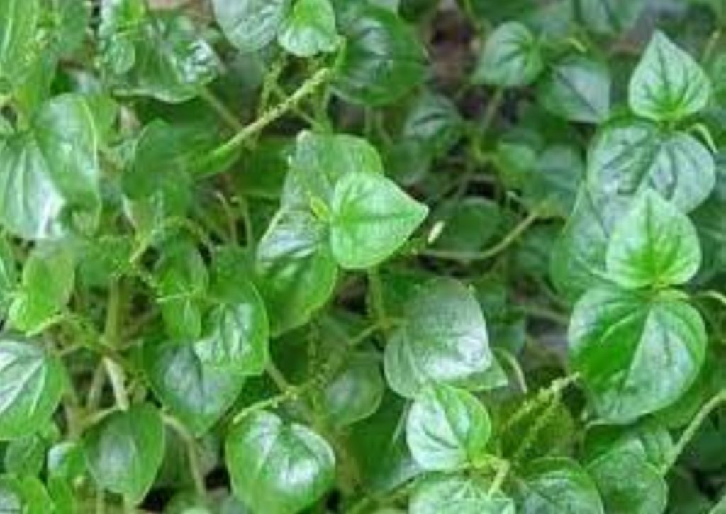 12 Manfaat Sirih Cina Bagi Kesehatan Tubuh dan Kandungan-Nya!