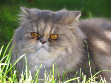 9 Fakta Menarik Kucing Calico yang Menggemaskan dan Jenis-Nya!