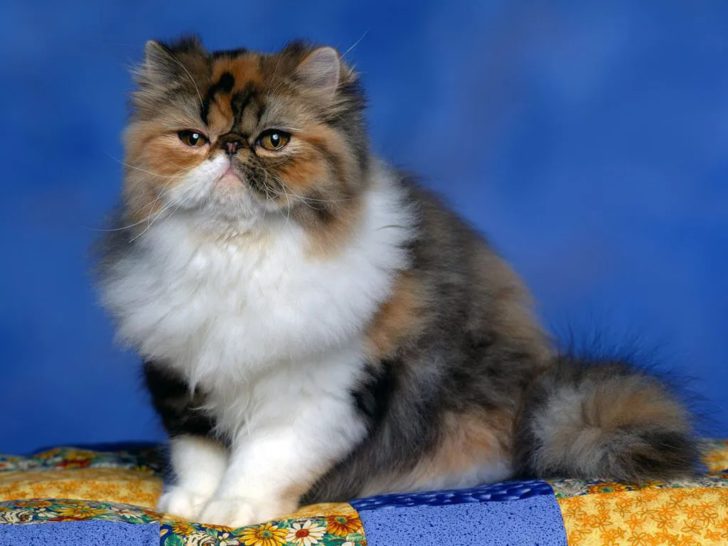 9 Fakta Menarik Kucing Calico yang Menggemaskan dan Jenis-Nya!