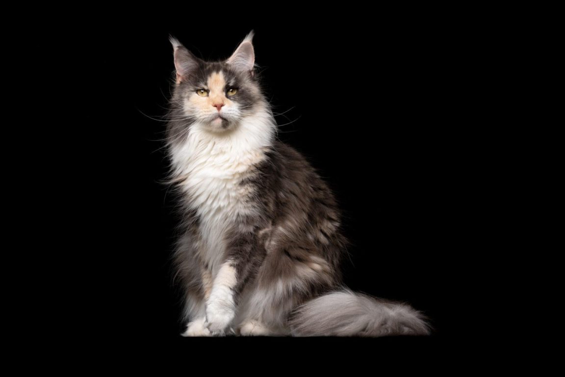 9 Fakta Menarik Kucing Calico yang Menggemaskan dan Jenis-Nya!