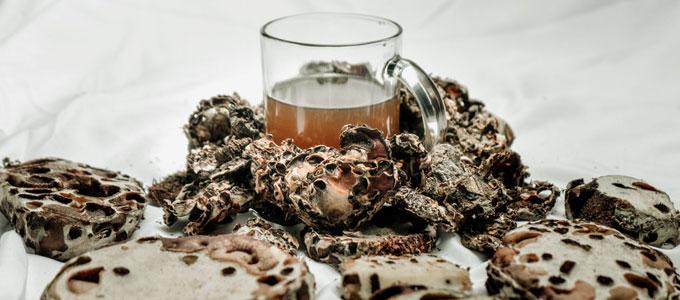 12 Manfaat Sarang Semut yang Perlu Kamu Tahu serta Kandungan-Nya!