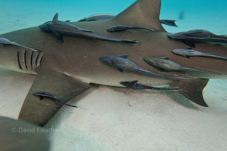 7 Fakta Menarik Ikan Remora serta Manfaat dari Keberadaan-Nya!