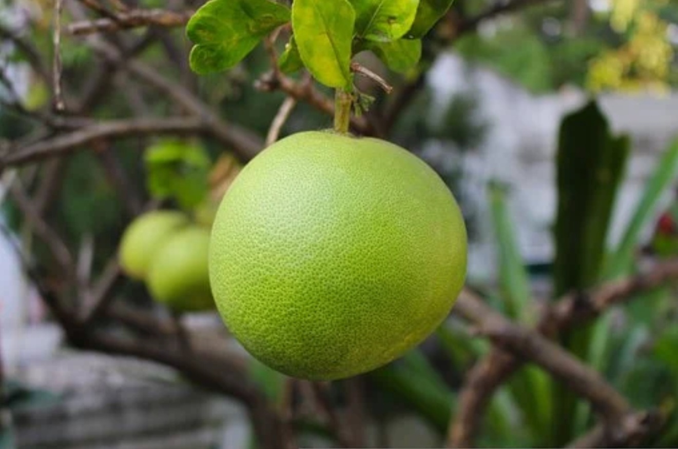 14 Manfaat Jeruk Bali yang Baik untuk Kesehatan Tubuh Manusia!