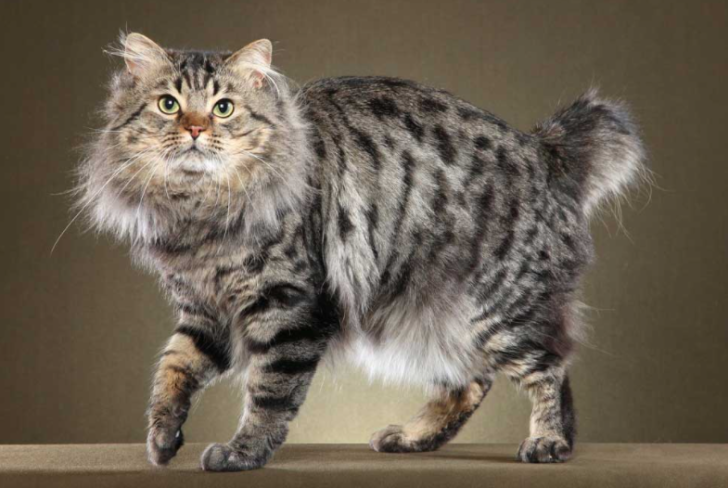 7 Jenis Kucing Terbesar di Dunia dan Beragam Fakta Unik Tentang Kucing ...