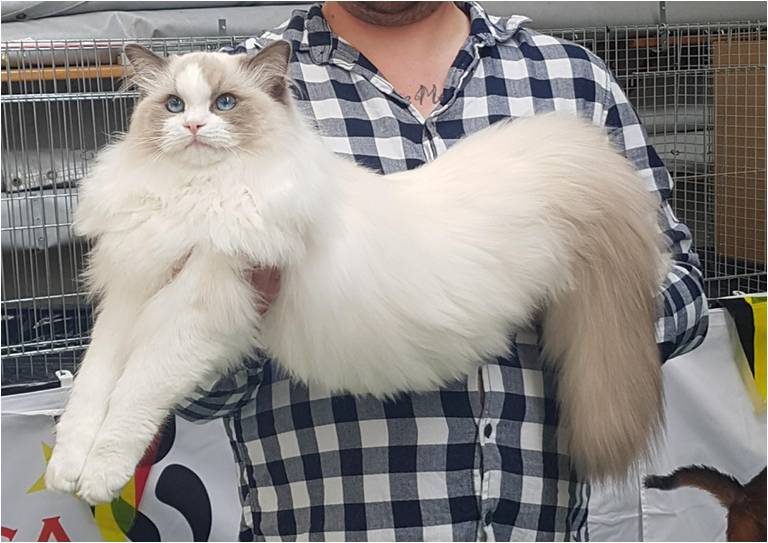 7 Jenis Kucing Terbesar di Dunia dan Beragam Fakta Unik Tentang Kucing ...