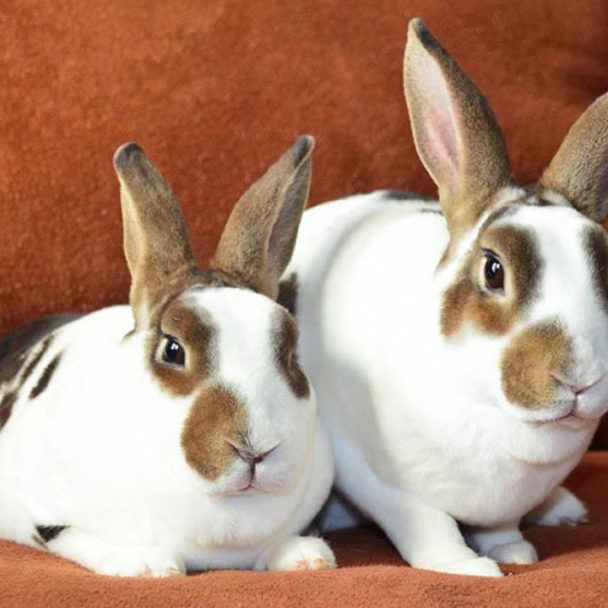 Mengenal Jenis Hewan Peliharaan Beserta Cara Merawatnya