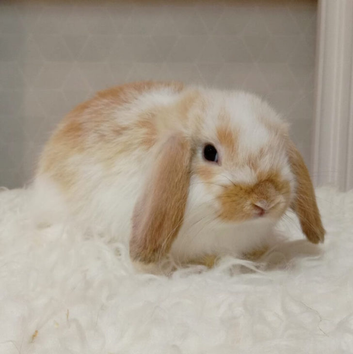 Mengenal Jenis Hewan Peliharaan Beserta Cara Merawatnya