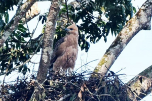 Jenis-Jenis Burung Elang dengan Penjelasan dan Ciri Khasnya