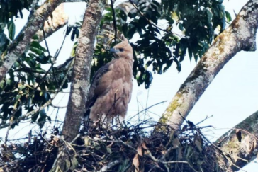 Jenis-Jenis Burung Elang dengan Penjelasan dan Ciri Khasnya