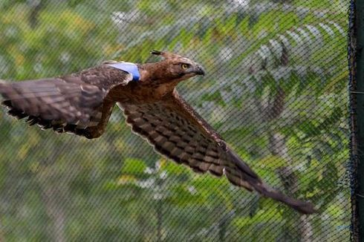 Jenis-Jenis Burung Elang dengan Penjelasan dan Ciri Khasnya