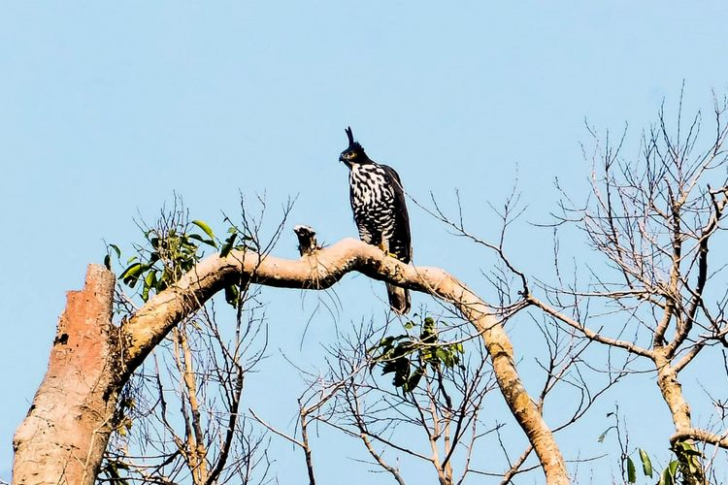 Jenis-Jenis Burung Elang dengan Penjelasan dan Ciri Khasnya