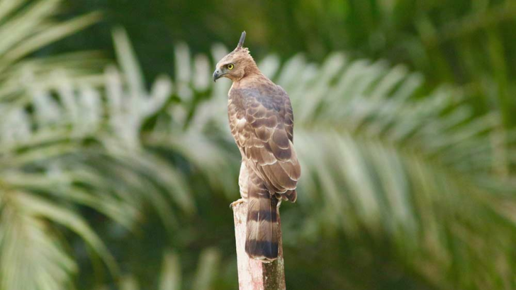 Jenis-Jenis Burung Elang dengan Penjelasan dan Ciri Khasnya