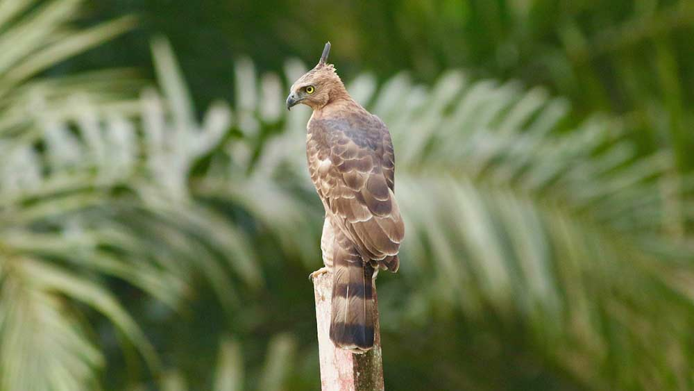 Jenis-Jenis Burung Elang dengan Penjelasan dan Ciri Khasnya