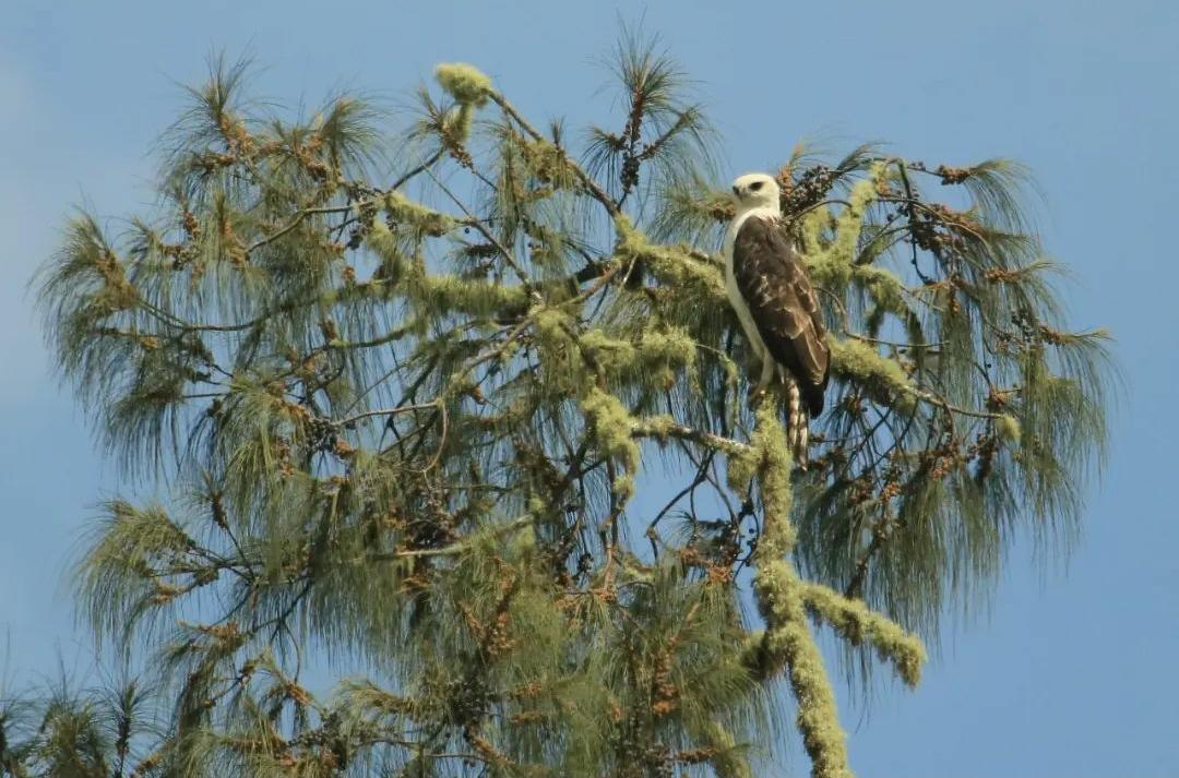 Jenis-Jenis Burung Elang dengan Penjelasan dan Ciri Khasnya