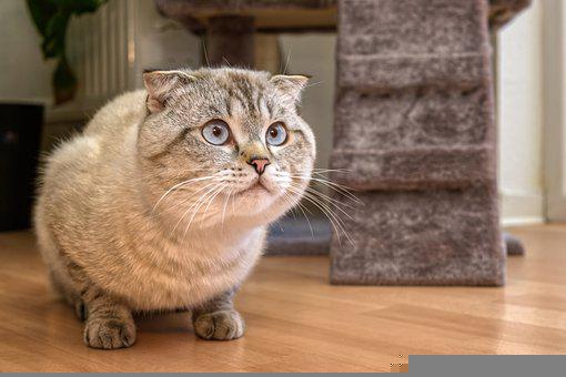 9 Fakta Menarik Kucing Scottish Fold serta Sejarah dan Ciri Khas-Nya!