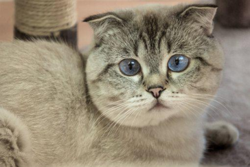 9 Fakta Menarik Kucing Scottish Fold serta Sejarah dan Ciri Khas-Nya!