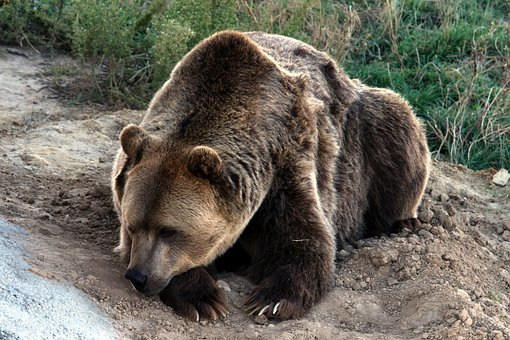 5 Fakta Menarik Beruang Grizzly beserta Habitat dan Makanannya!
