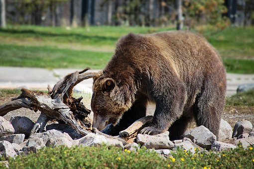 5 Fakta Menarik Beruang Grizzly beserta Habitat dan Makanannya!