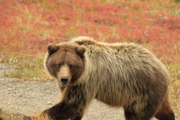 5 Fakta Menarik Beruang Grizzly beserta Habitat dan Makanannya!