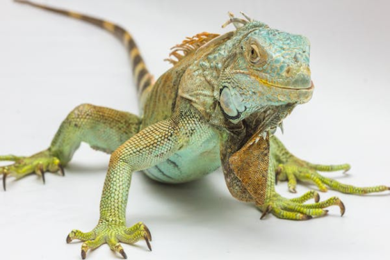 11 Macam Hewan Reptil yang Bisa Dipelajari dan Memahami Apa Itu Reptil