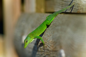 11 Macam Hewan Reptil yang Bisa Dipelajari dan Memahami Apa Itu Reptil