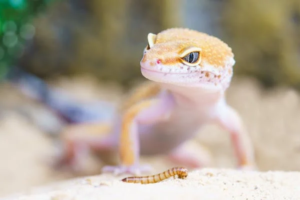 11 Macam Hewan Reptil yang Bisa Dipelajari dan Memahami Apa Itu Reptil
