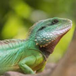 11 Macam Hewan Reptil yang Bisa Dipelajari dan Memahami Apa Itu Reptil