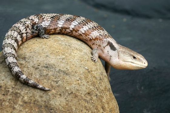 11 Macam Hewan Reptil yang Bisa Dipelajari dan Memahami Apa Itu Reptil