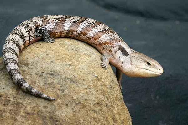 11 Macam Hewan Reptil yang Bisa Dipelajari dan Memahami Apa Itu Reptil