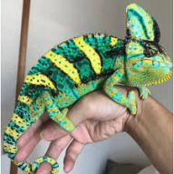 11 Macam Hewan Reptil yang Bisa Dipelajari dan Memahami Apa Itu Reptil