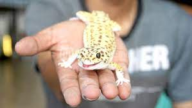 11 Macam Hewan Reptil yang Bisa Dipelajari dan Memahami Apa Itu Reptil