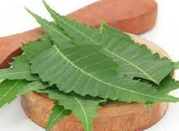 9 Manfaat Daun Mimba serta Fakta dan Senyawa yang Ada Didalamnya!