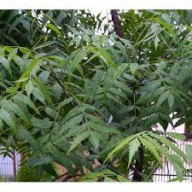 9 Manfaat Daun Mimba serta Fakta dan Senyawa yang Ada Didalamnya!