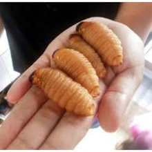 10 Manfaat Ulat Sagu dan Fakta Uniknya yang Perlu Kamu Ketahui!
