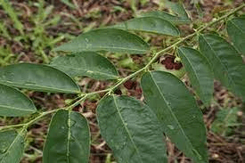 Kenalan Dengan Daun Katuk: Cara Mengolah, dan Manfaat Daun Katuk