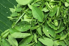 Kenalan Dengan Daun Katuk: Cara Mengolah, dan Manfaat Daun Katuk