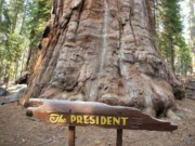 Mengenal 9 Pohon Terbesar Di Dunia serta Deretan Pohon Tertinggi!