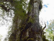 Mengenal 9 Pohon Terbesar Di Dunia serta Deretan Pohon Tertinggi!