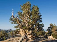 Mengenal 9 Pohon Terbesar Di Dunia serta Deretan Pohon Tertinggi!